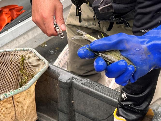 Quagga quandary: Eradication working but some fish populations ...