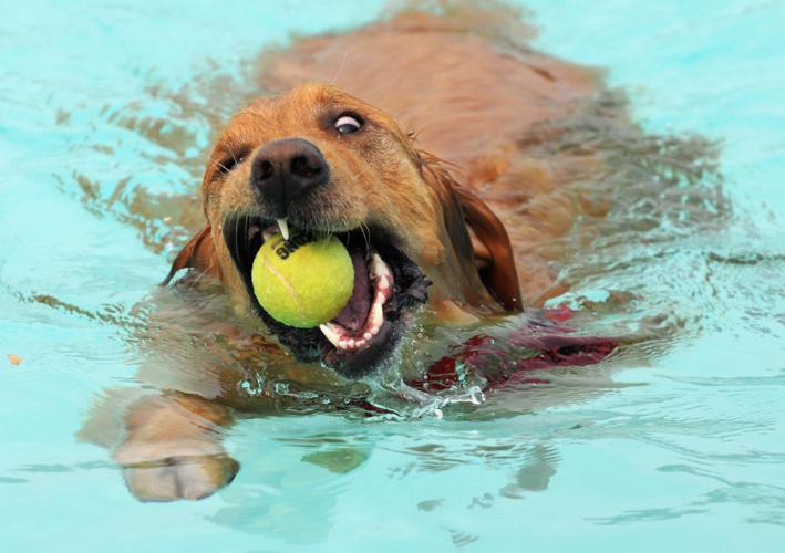 Pooch Pool Party | Photo Gallery | idahopress.com