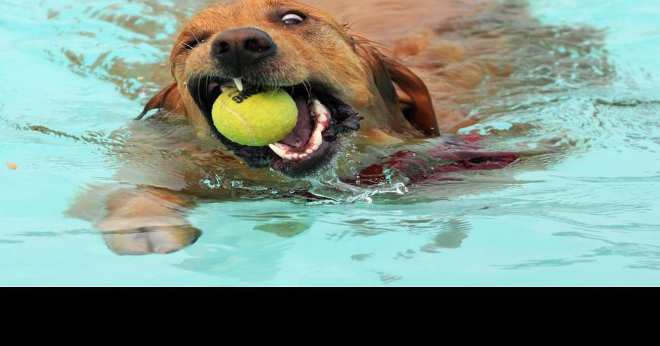 Pooch Pool Party | Photo Gallery | idahopress.com