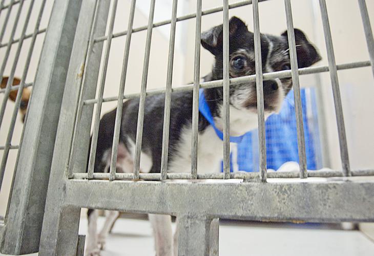 Boise upping its contribution to Idaho Humane Society, Garden City and ...