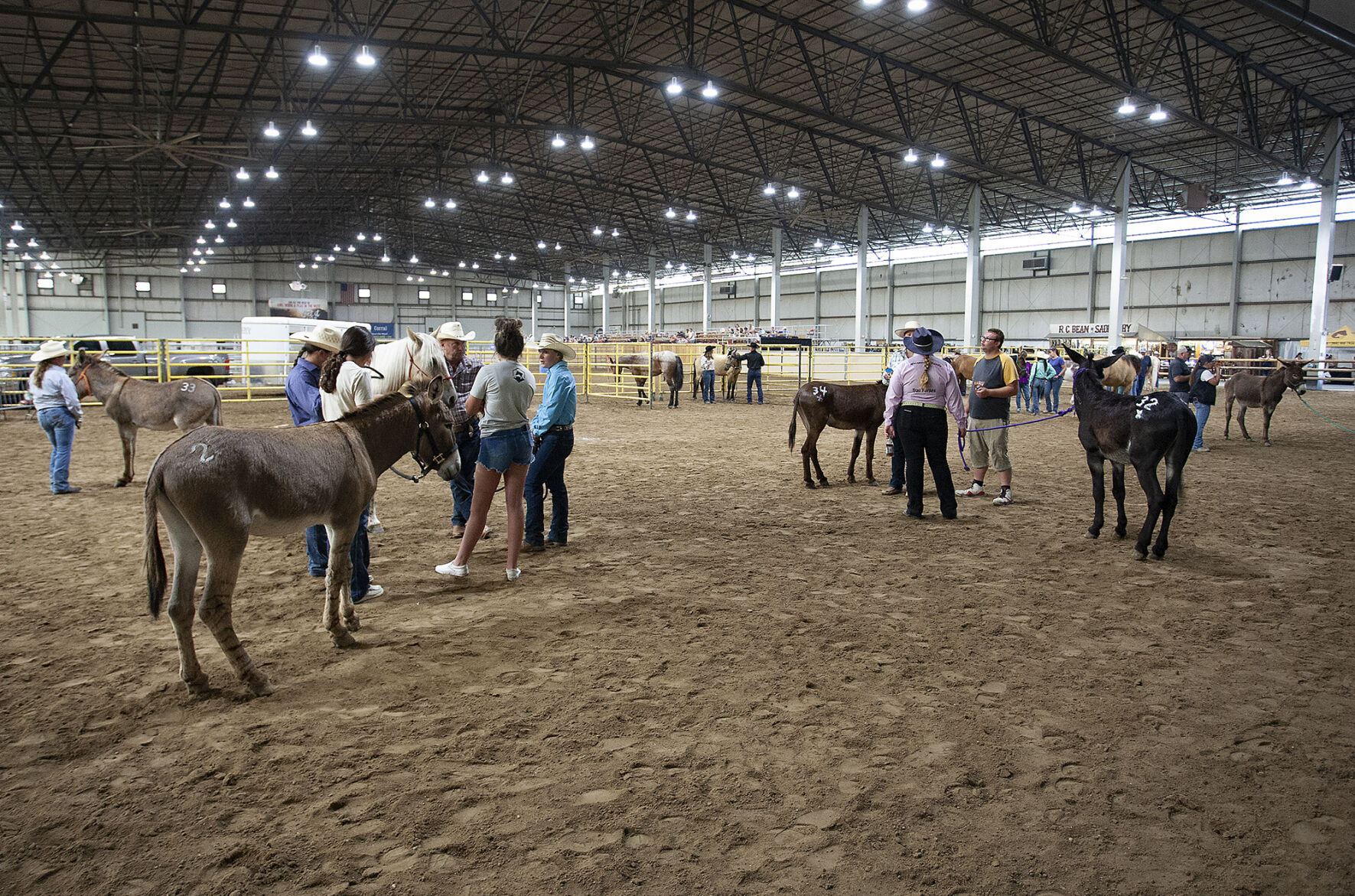 A work in progress: Recently-wild mustangs and burros show their new ...