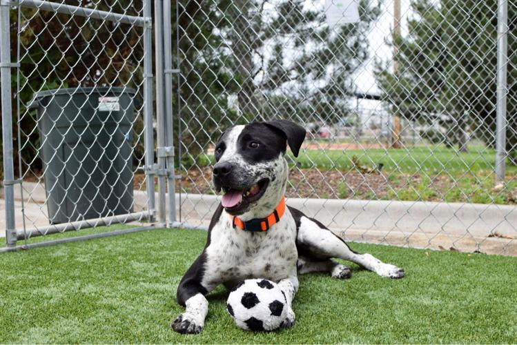 Dog of the Week: Clark | Local News | idahopress.com