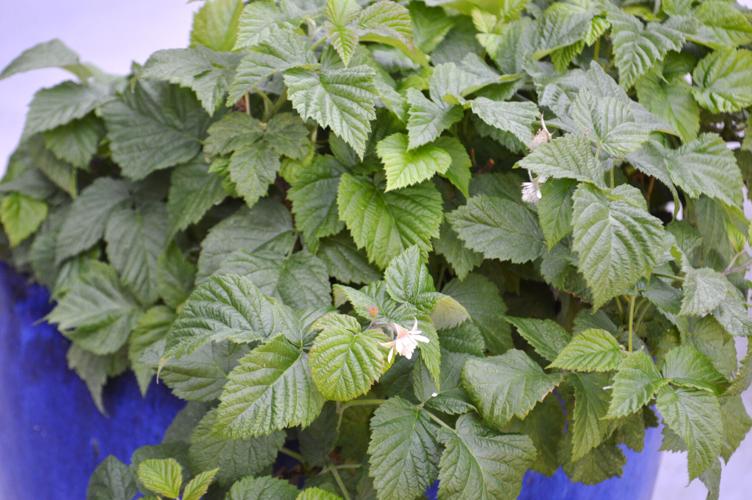 Produce in pots: Ada County Master Gardeners offer tips for growing ...