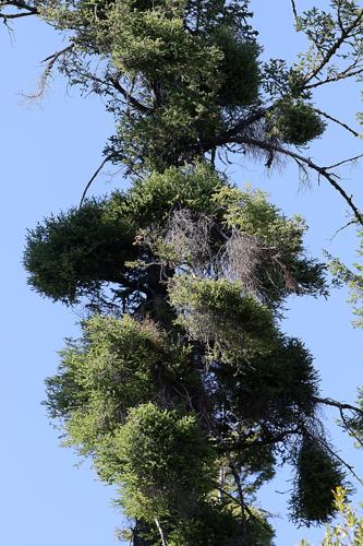 Logging starts at Bogus Basin in forest health project | Local News ...