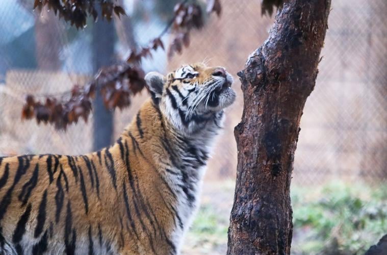 Trees and tigers: Zoo Boise uses donated holiday trees for animal ...