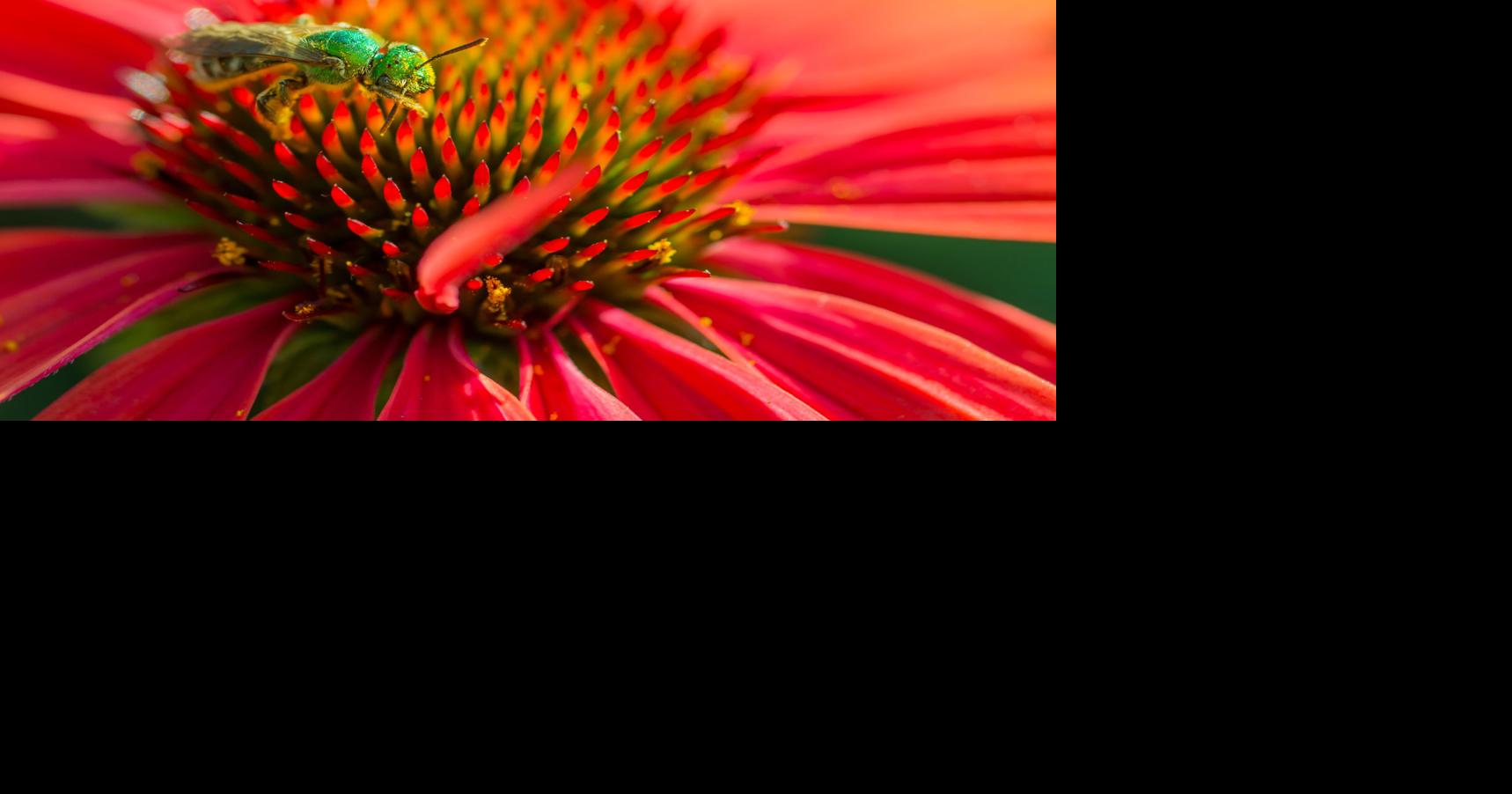25 plants for attracting native bees to the garden | Nampa | idahopress.com