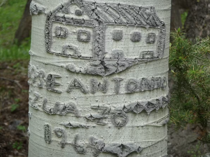 Basque immigrant sheepherders left their marks on aspen trees in the ...