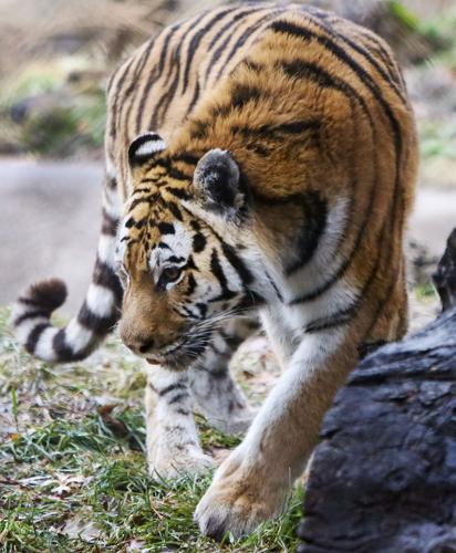 Trees and tigers: Zoo Boise uses donated holiday trees for animal ...