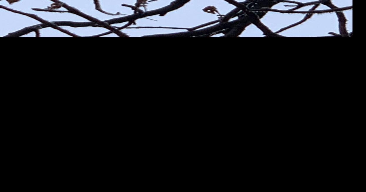 2021: Fresh start, clean slate | Life | idahopress.com