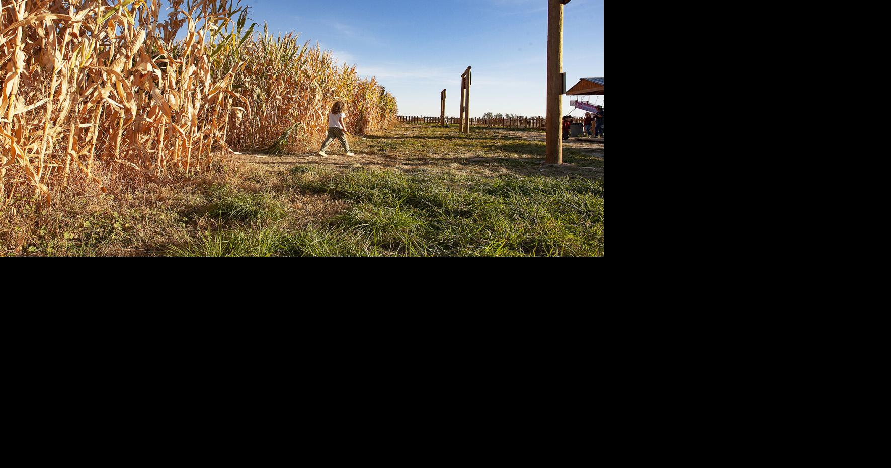 Two Treasure Valley family farms celebrate harvest season with corn ...