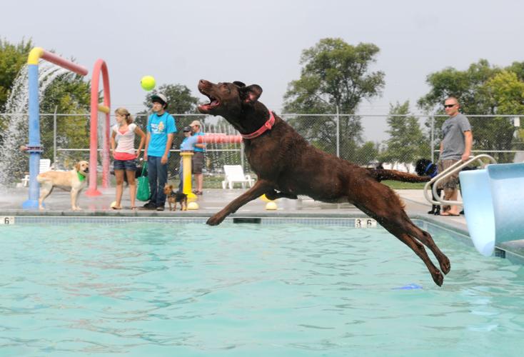Pooch Pool Party | Photo Gallery | idahopress.com