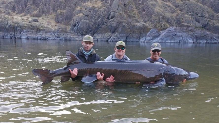 An 'amazing week': Idaho Fish & Game researchers hook three 10-foot ...