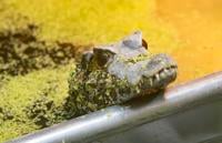 Idaho Reptile Zoo: a family-run sanctuary for rescued reptiles | Local ...
