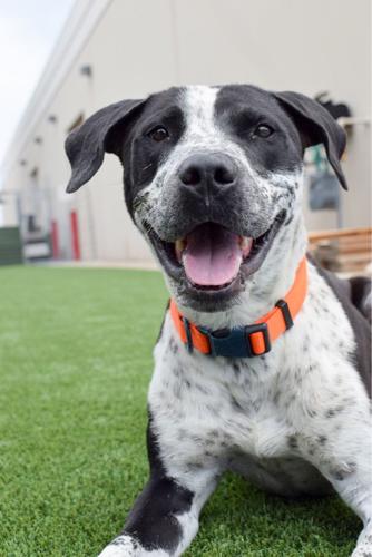 Dog of the Week: Clark | Local News | idahopress.com