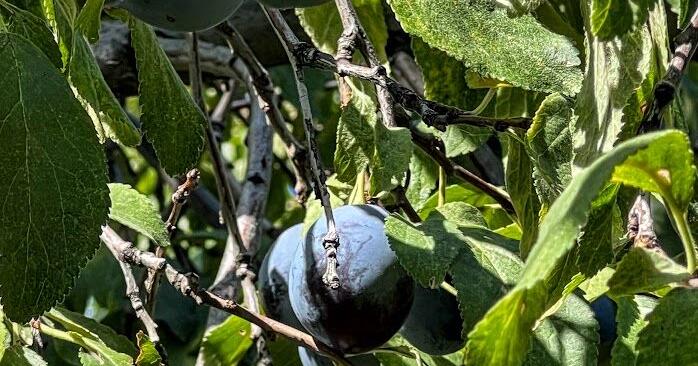 Diggin' It: Best of all, she loved the fall | Arts & Culture ...