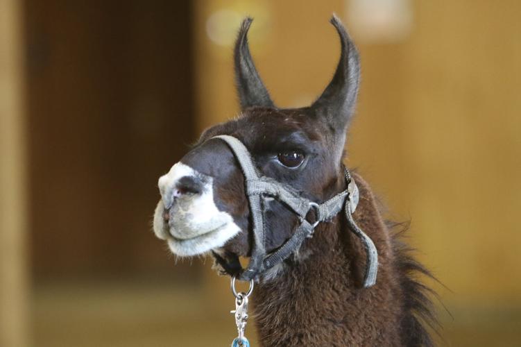 Western Idaho Fair celebrates 125th year | Local News | idahopress.com