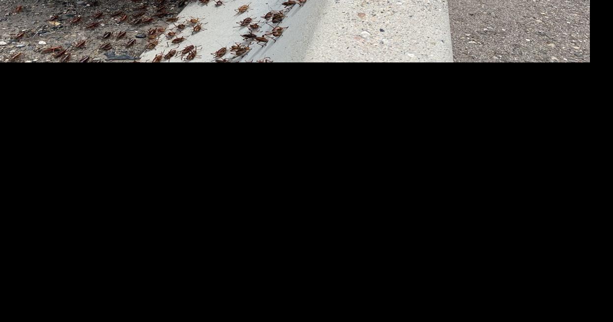 Mormon crickets don't know about social distancing | Community ...