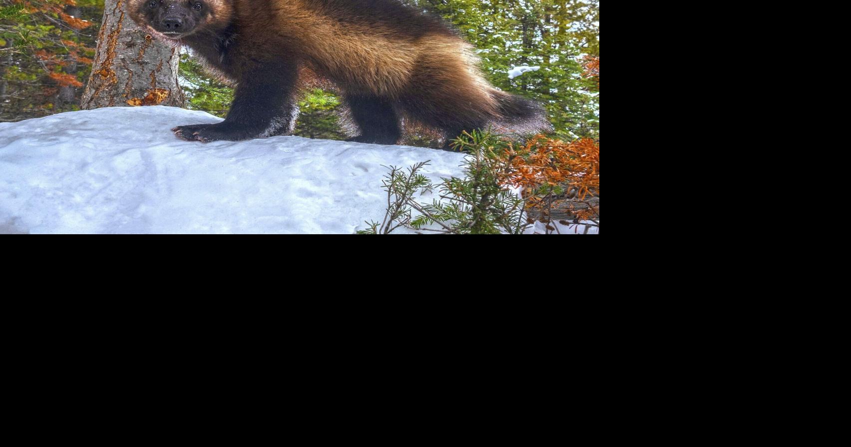 Wolverine proposal would grant threatened species protections | Local ...