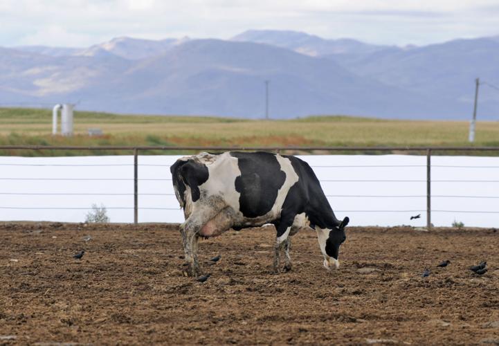 Liberty Ranch Dairy Farm | Idaho Press-Tribune Multimedia Gallery ...