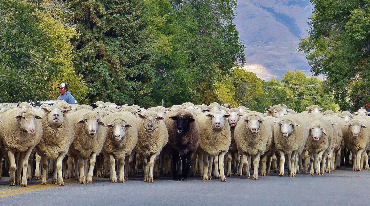 Basque sheepherder brings annual Trailing of the Sheep to life | Life ...