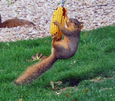 Bungee jumping — it’s for the squirrels! | Community | idahopress.com