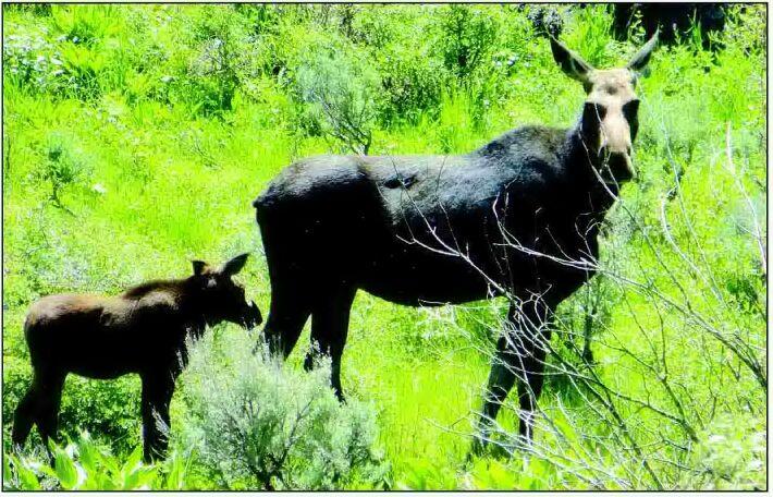 Moose on the move, migrating to Nevada from Idaho, Utah | Zoology ...