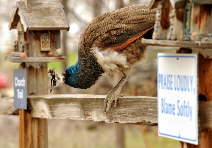 Cleo's Nature Trail | Photo Gallery | idahopress.com