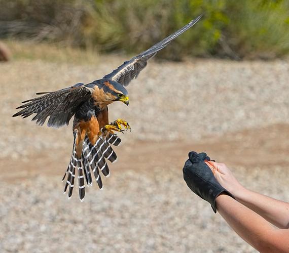 Look — up in the sky: The World Center for Birds of Prey holds soaring ...