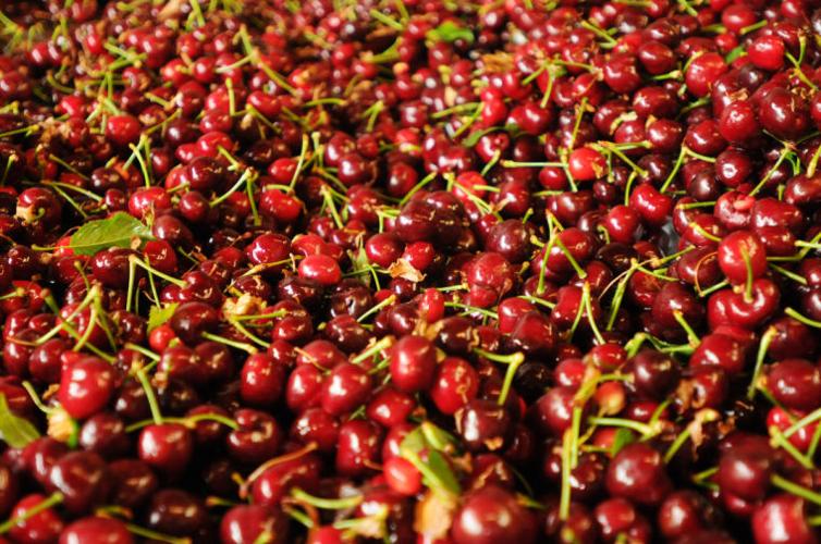 Local orchards provide Sweet cherry harvest | Ag | idahopress.com