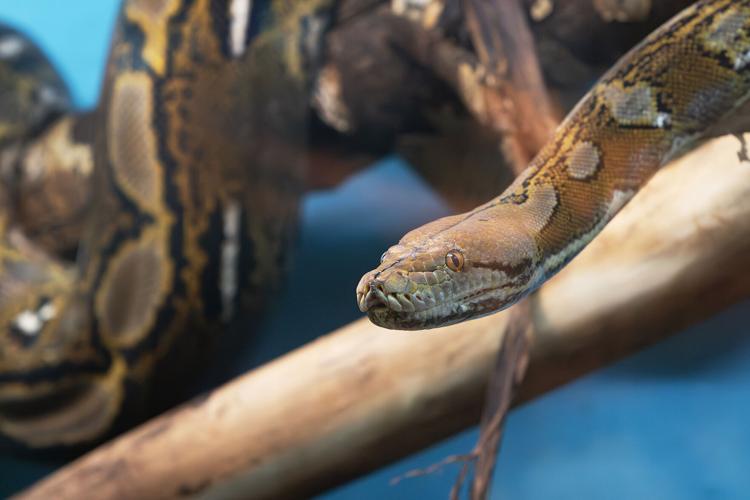Idaho Reptile Zoo: a family-run sanctuary for rescued reptiles | Local ...