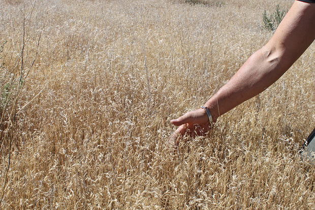 Hope on the horizon in battle against cheatgrass | Local News ...