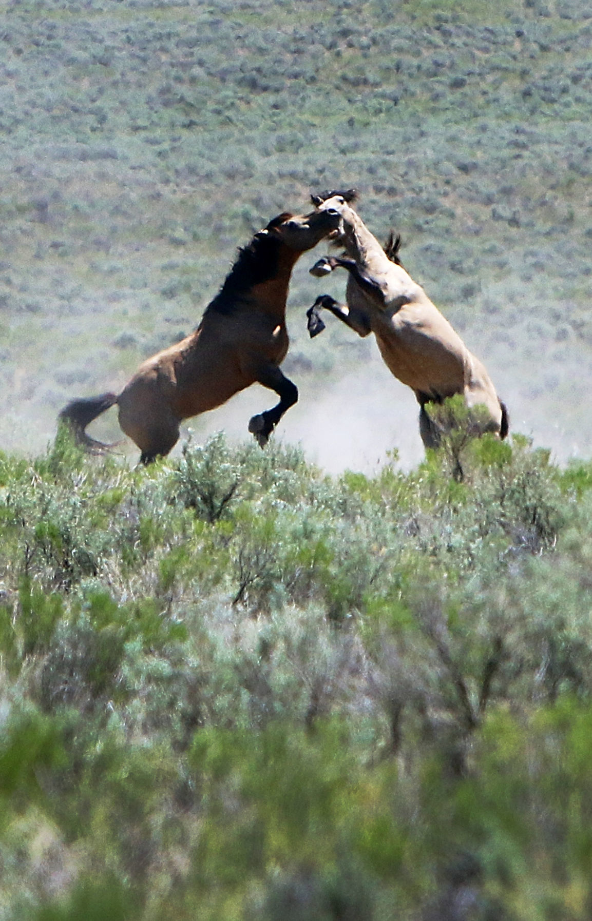 BLM releases wild horses into area affected by Soda Fire | Local News ...