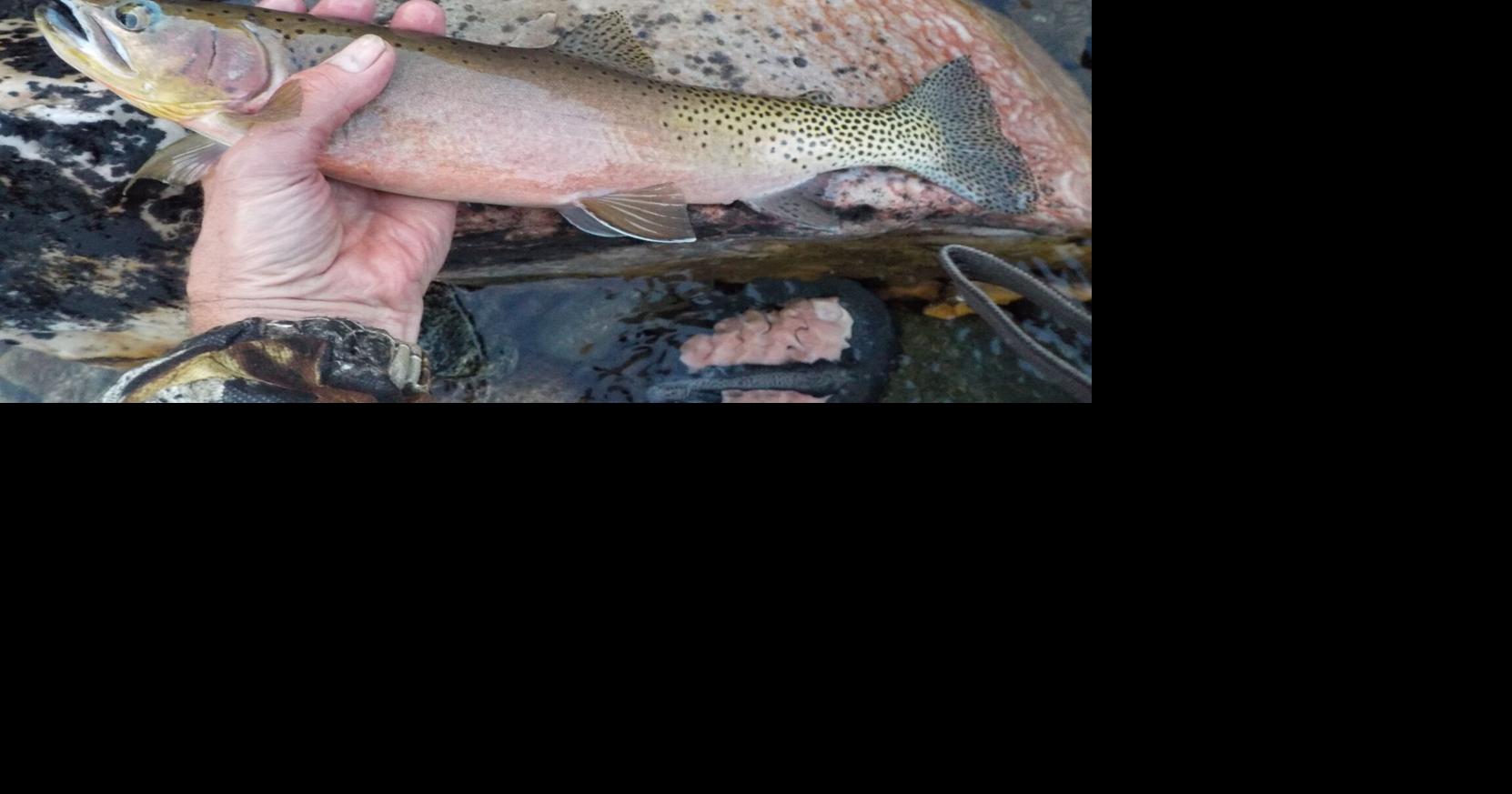 Tom Claycomb: Backpacking is the life | Community | idahopress.com