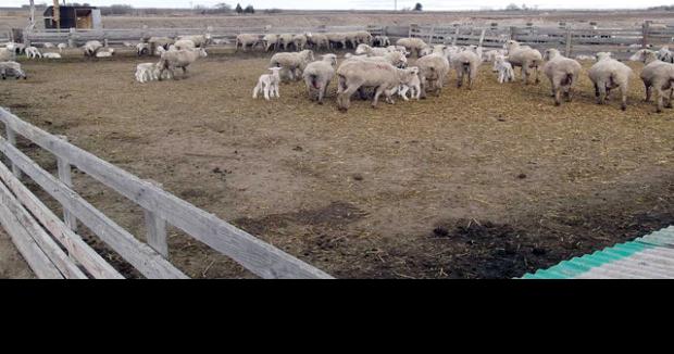 A year in the life of a sheep rancher | Members | idahopress.com