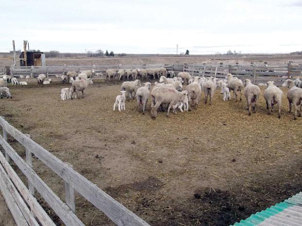 A year in the life of a sheep rancher | Members | idahopress.com