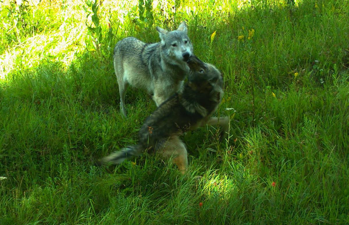 Wolf couples that stay together make better parents | Outdoors News ...