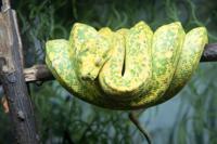 Idaho Reptile Zoo: a family-run sanctuary for rescued reptiles | Local ...