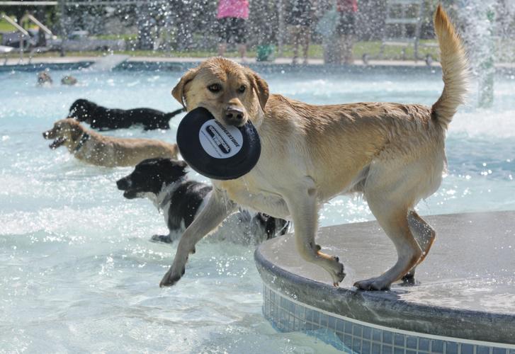 Pooch Pool Party | Idaho Press-Tribune Multimedia Gallery | idahopress.com