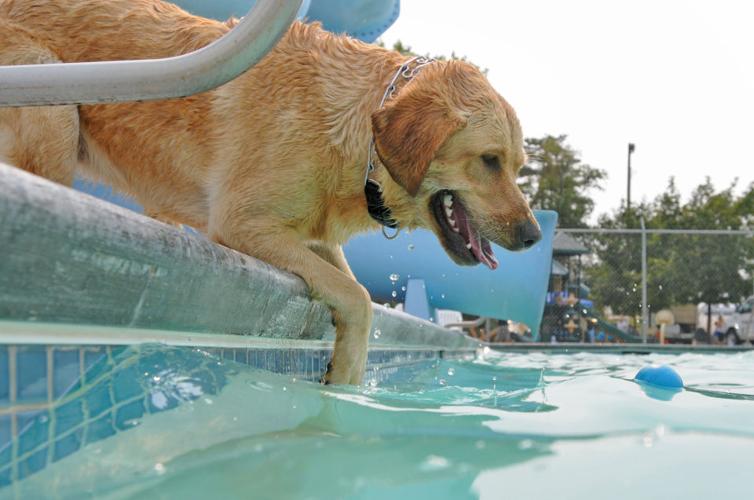 Pooch Pool Party | Photo Gallery | idahopress.com