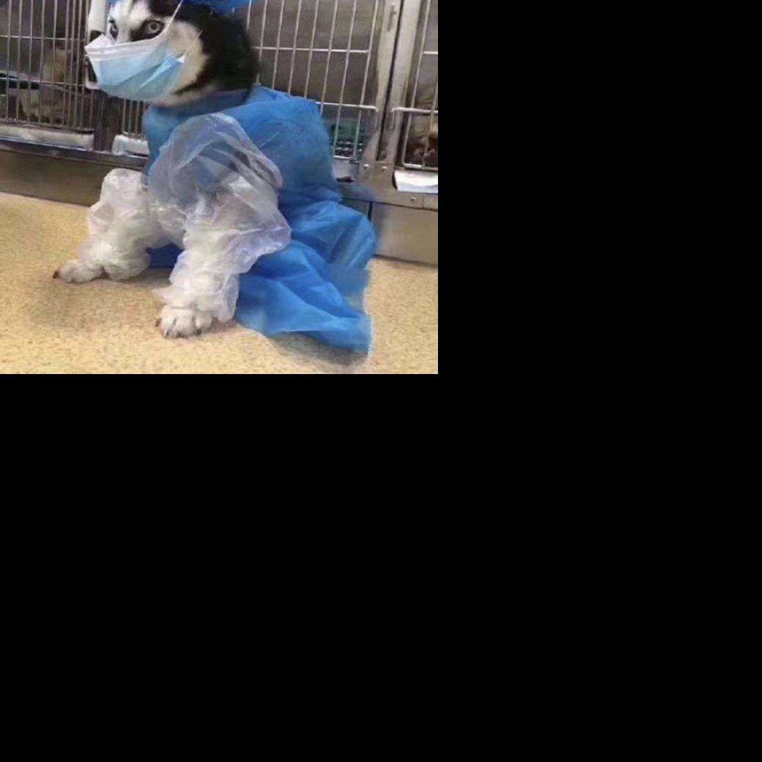 A bit about animal coronavirus | Community News | idahopress.com