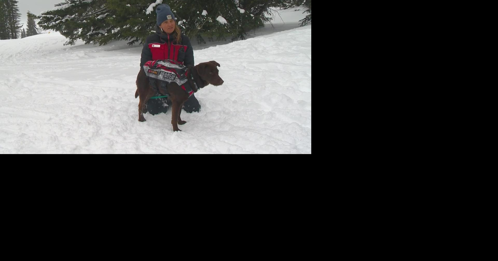 Avalanche dogs from various states train at Tamarack Resort | Local ...