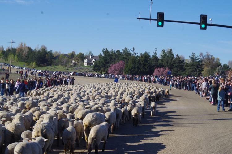 Sheep flock makes annual spring trek from valley to mountains | Local ...