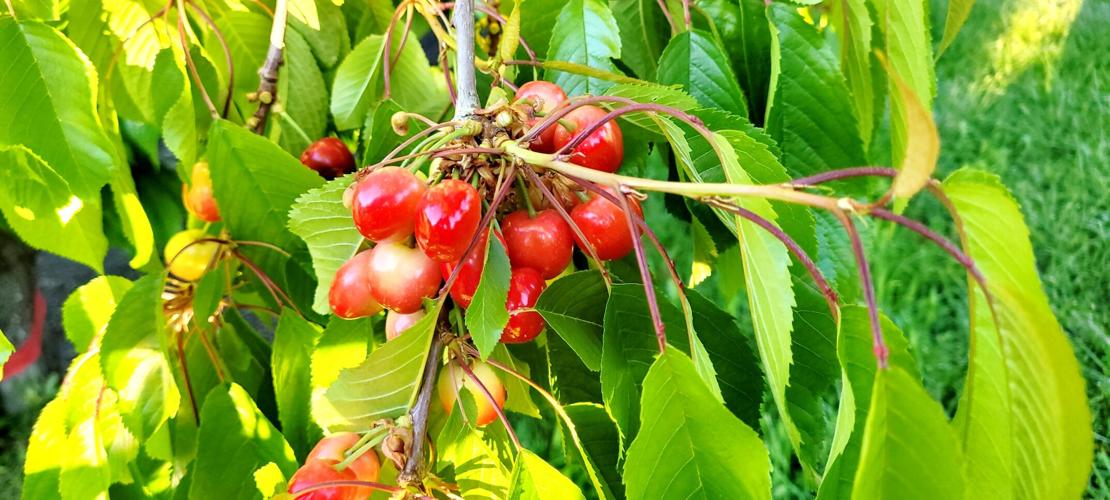 Cherry crop coming right along, in time for Festival | Local News ...