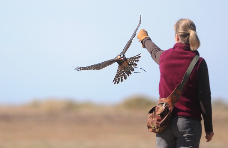 Birds of Prey | Photo Gallery | idahopress.com