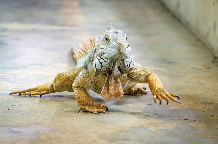 Idaho Reptile Zoo: a family-run sanctuary for rescued reptiles | Local ...