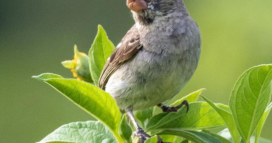 Birds of Grey: Their feathers are dull, but do their names have to be ...