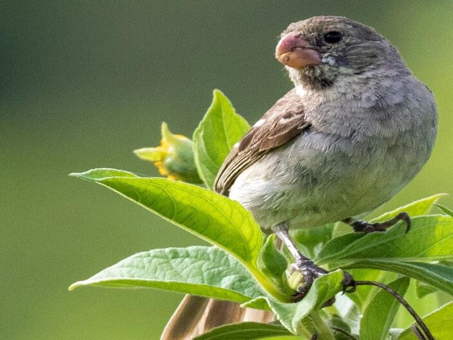 bewildering thesaurus