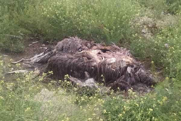 Animal carcasses, spent ammunition found in Birds of Prey refuge ...