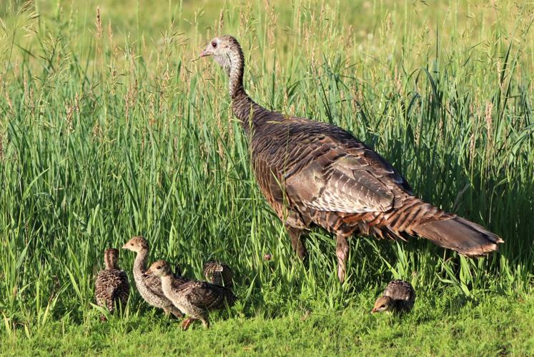 See a wild turkey? Idaho Fish and Game wants to know | Local News ...