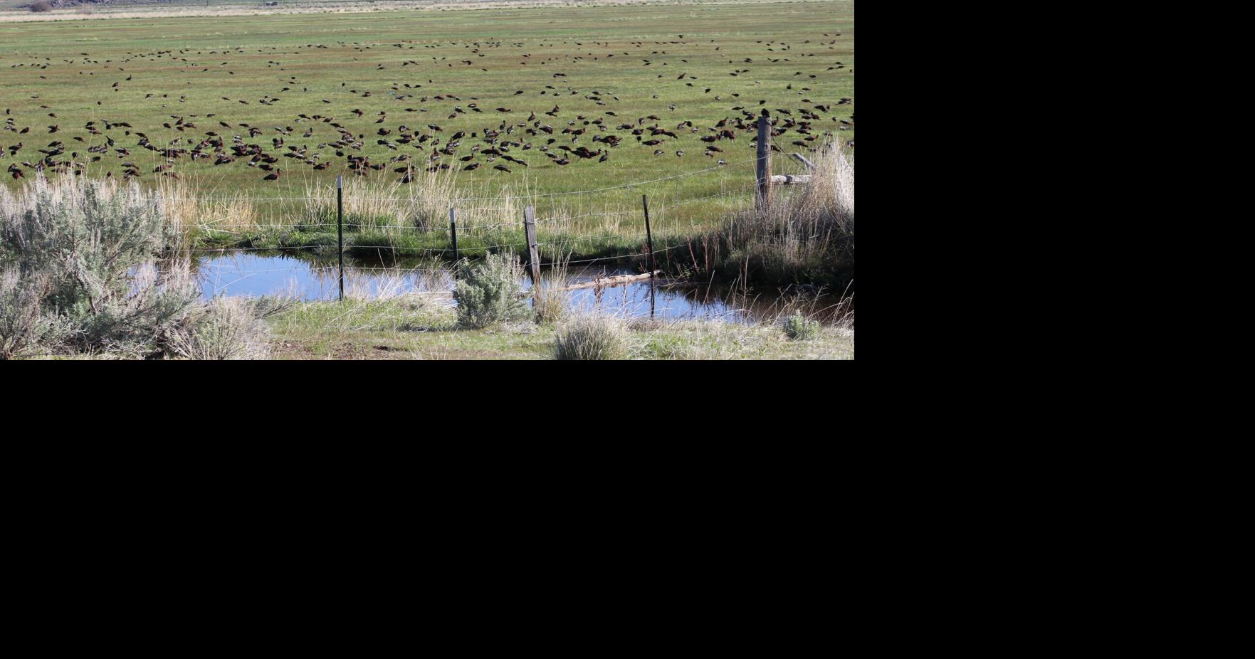 Tom Claycomb: Hunting the wily North American whistle pig | Community ...